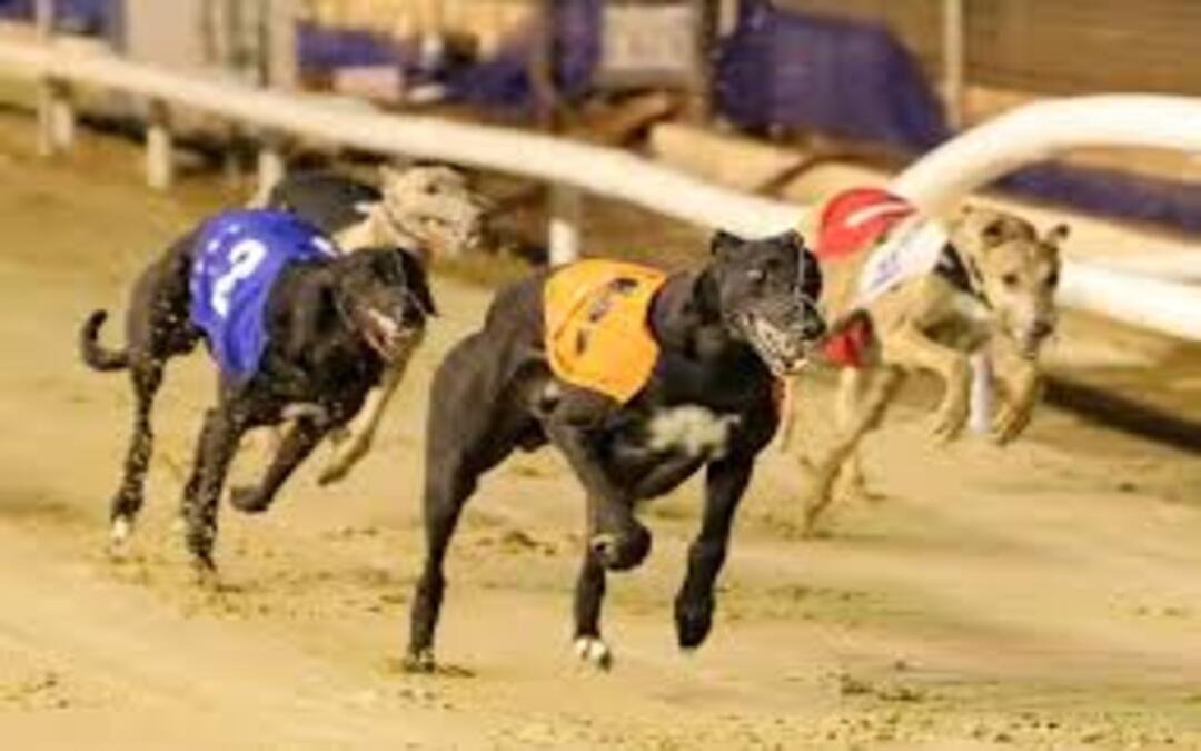 A Night at the Dogs: The Essential Guide to Understanding Greyhound ...